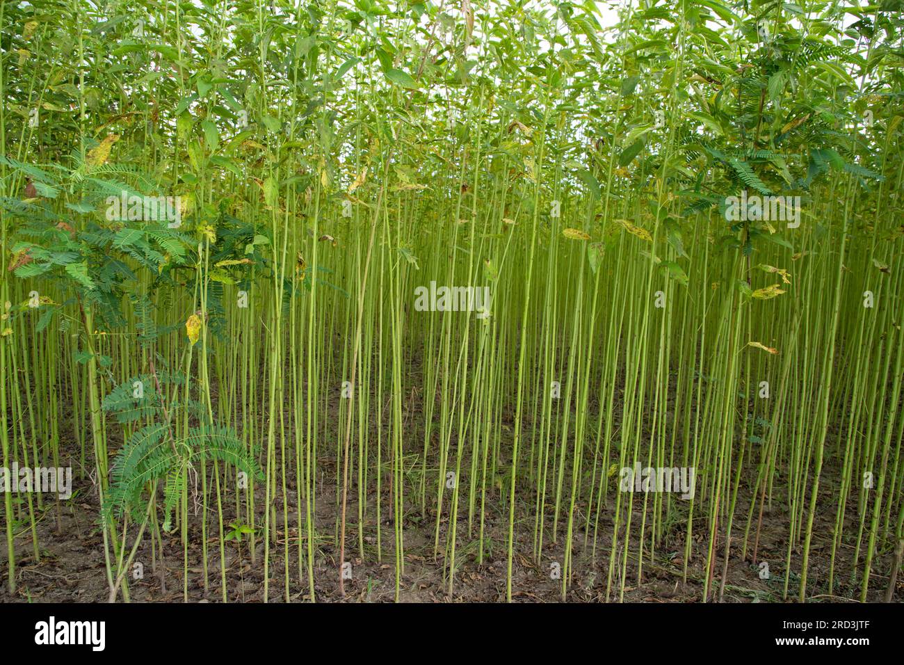 Green jute Plantation field. Raw Jute plant pattern Texture background ...