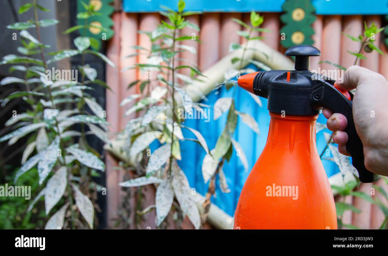 Spraying flowers against powdery mildew plant diseases. The concept of ...