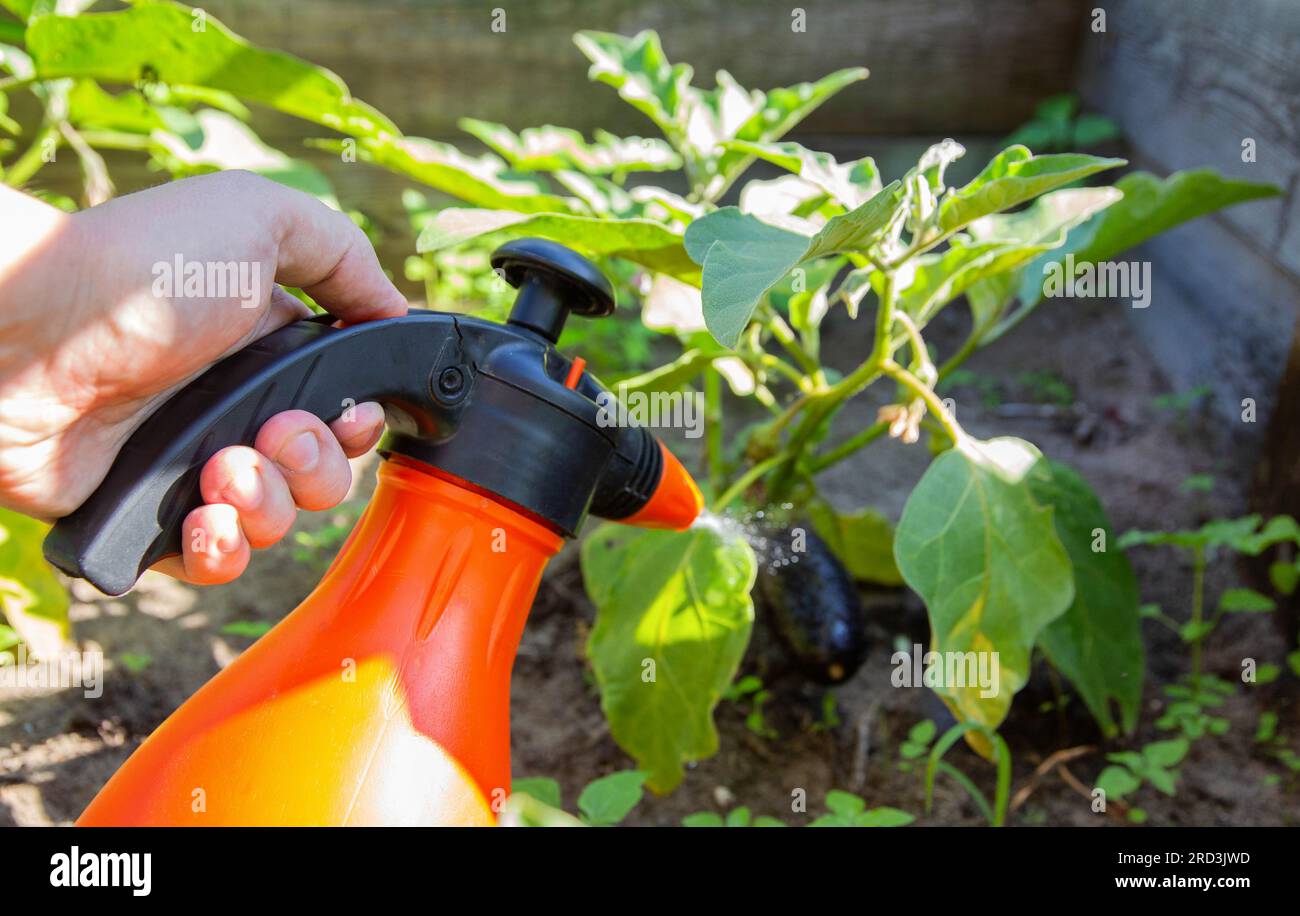 Spraying eggplant with boric acid from pests and diseases. Growing ...