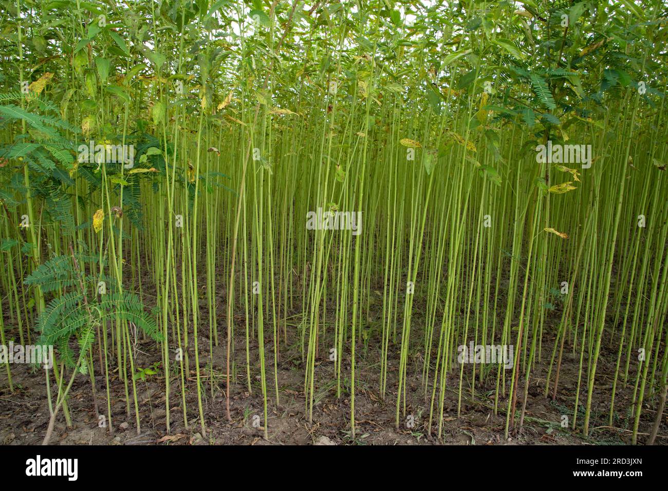 Green jute Plantation field. Raw Jute plant pattern Texture background ...