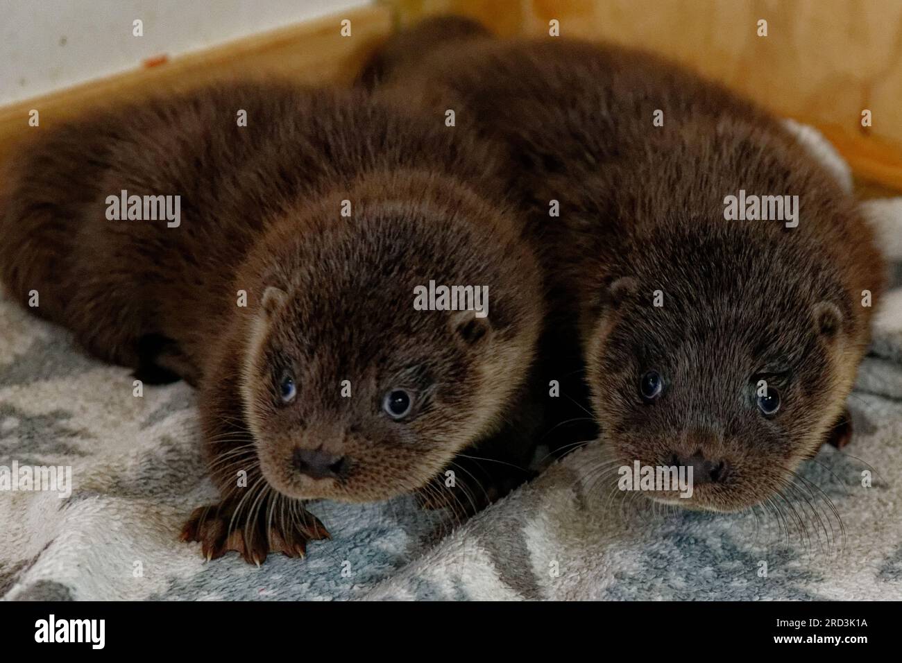 Eurasian Otter (Lutra lutra) Orphan cub in care hand reared Stock Photo ...