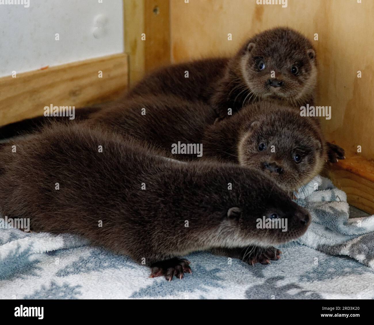Eurasian Otter (Lutra lutra) Orphan cub in care hand reared Stock Photo ...