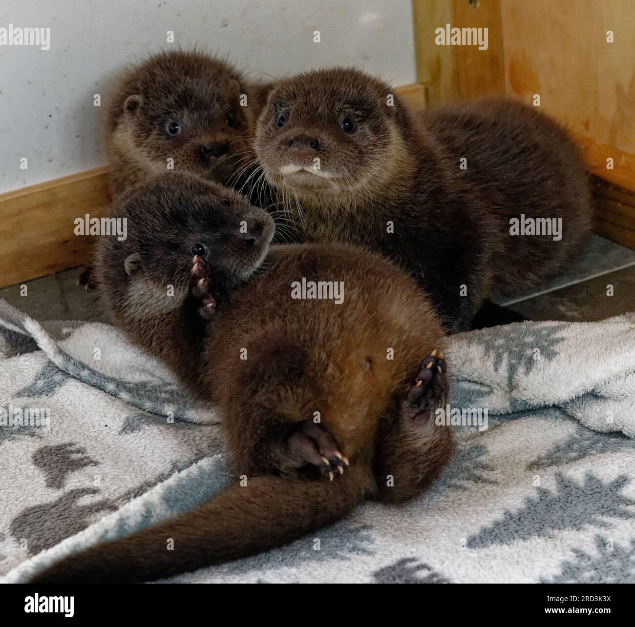 Eurasian Otter (Lutra lutra) Orphan cub in care hand reared Stock Photo ...