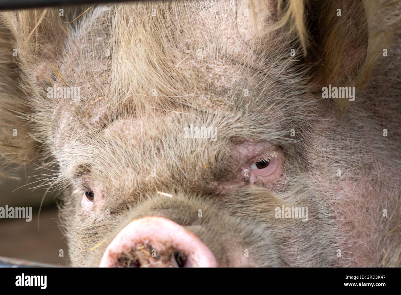 portrait of the fat pig on the farm Stock Photo - Alamy