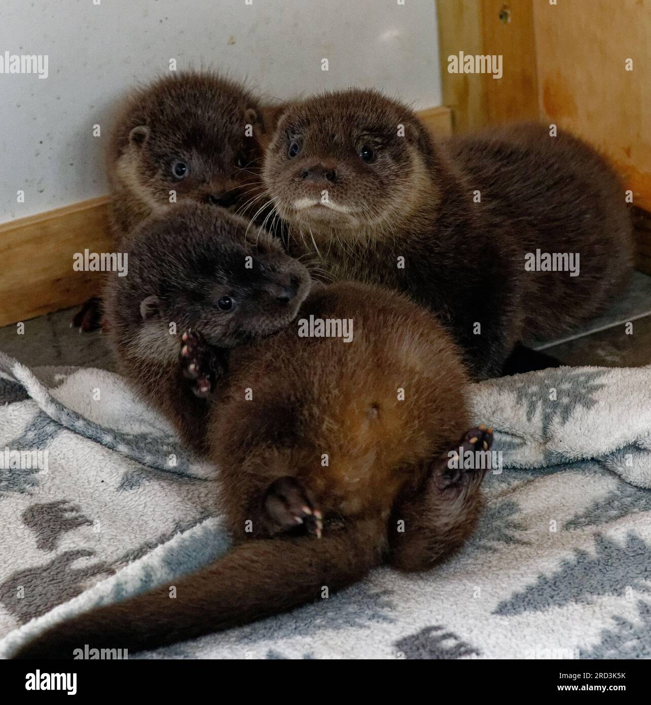 Eurasian Otter (Lutra lutra) Orphan cub in care hand reared Stock Photo ...