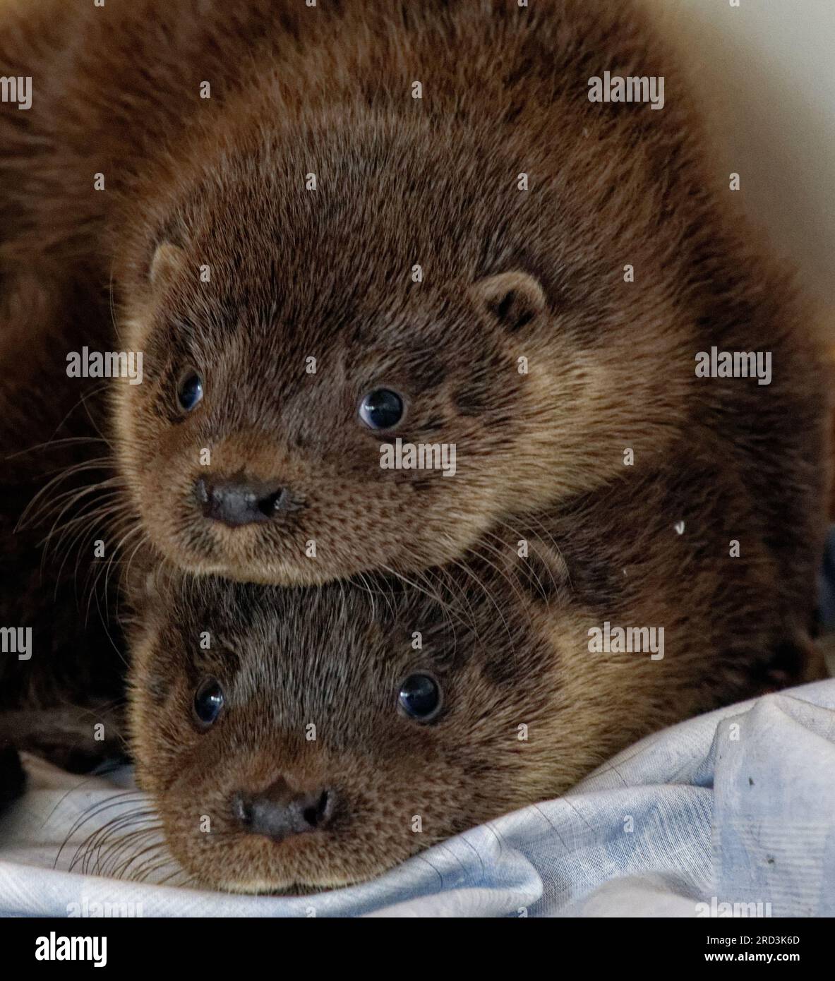 Eurasian Otter (Lutra lutra) Orphan cub in care hand reared Stock Photo ...