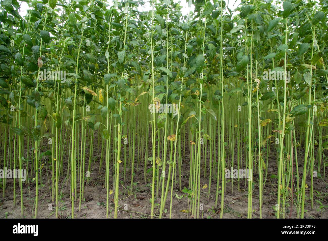 Green jute Plantation field. Raw Jute plant pattern Texture background ...
