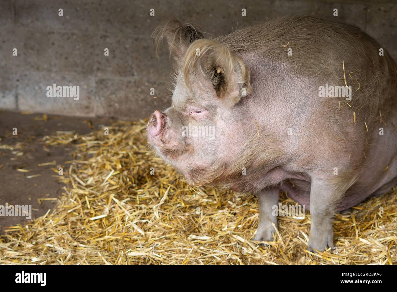 portrait of the fat pig on the farm Stock Photo - Alamy