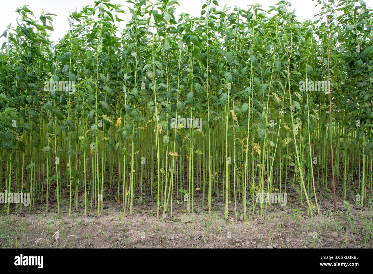 Green jute Plantation field. Raw Jute plant pattern Texture background ...