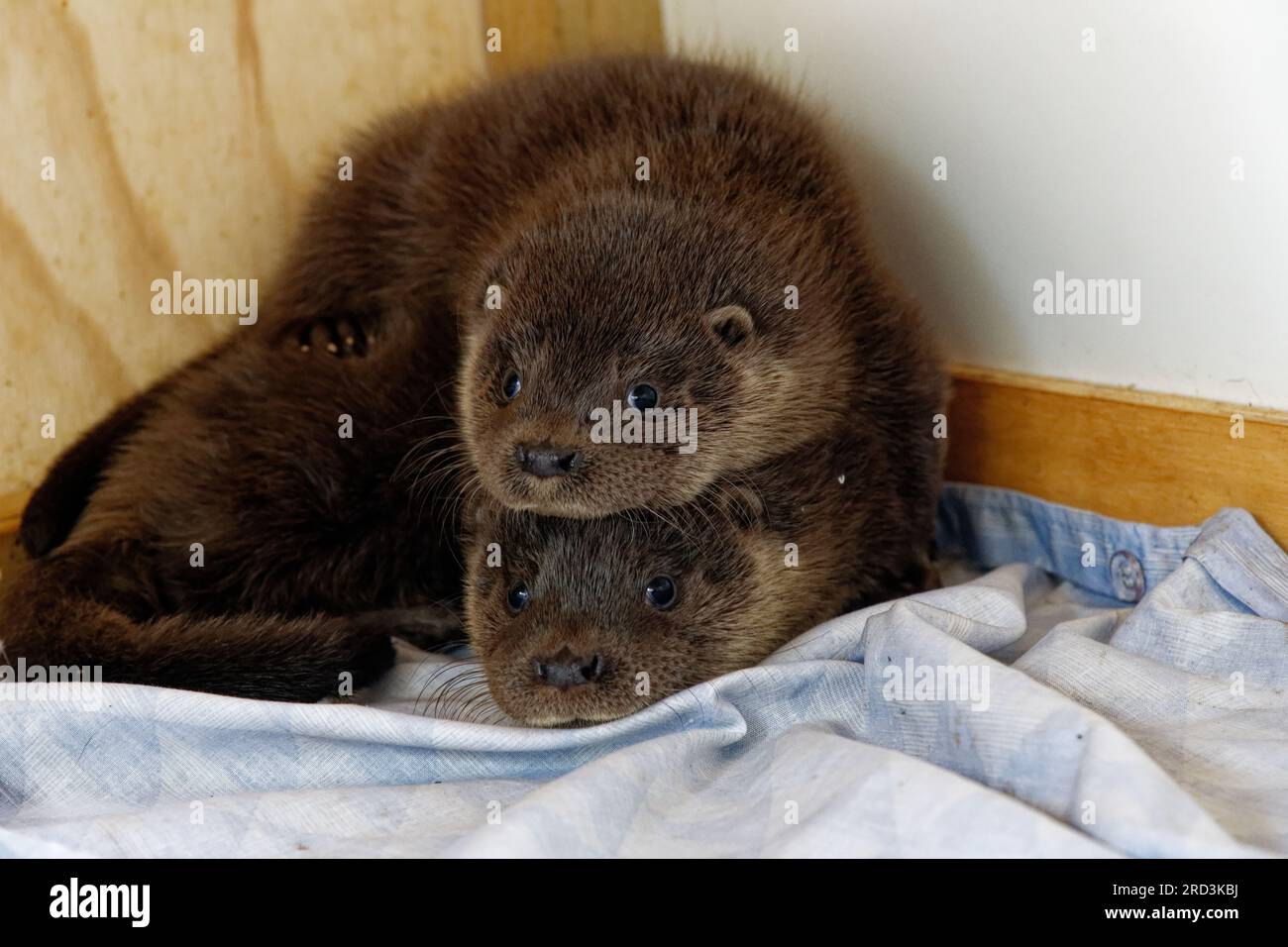 Eurasian Otter (Lutra lutra) Orphan cub in care hand reared Stock Photo ...