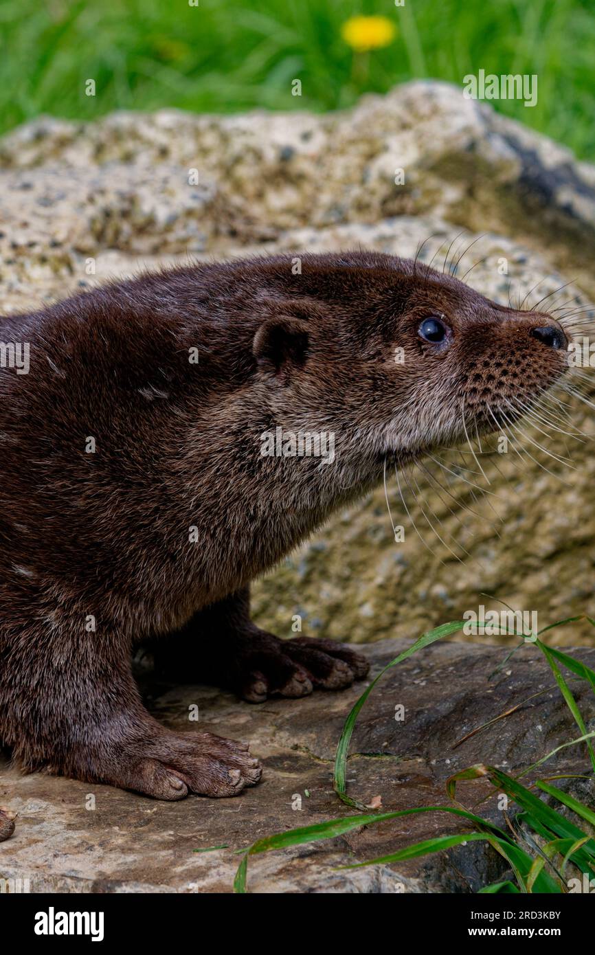 Mature otter hi-res stock photography and images - Alamy
