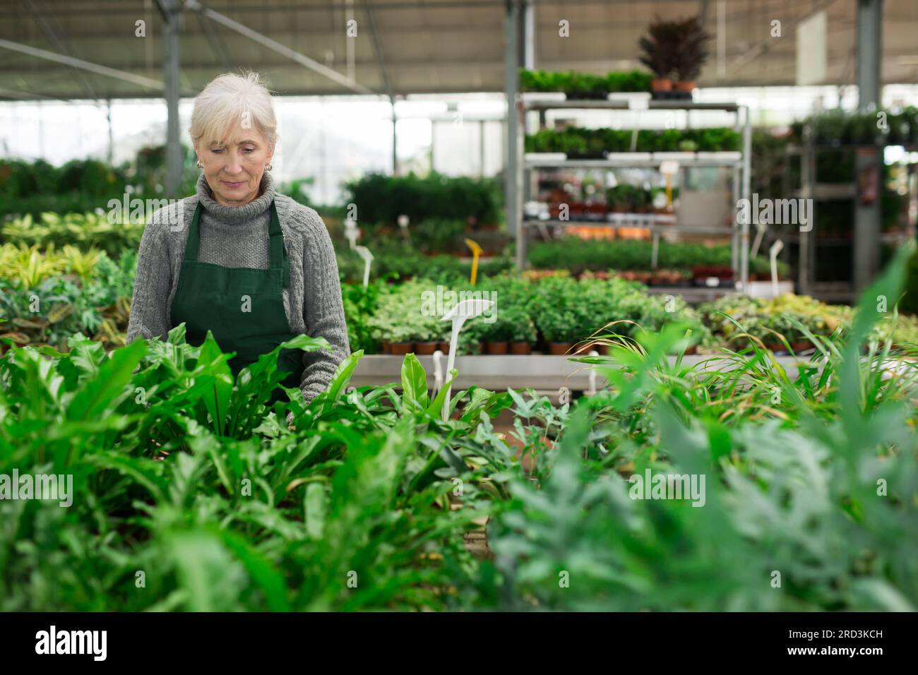 Elderly female greenhouse owner growing potted ornamental plants Stock ...