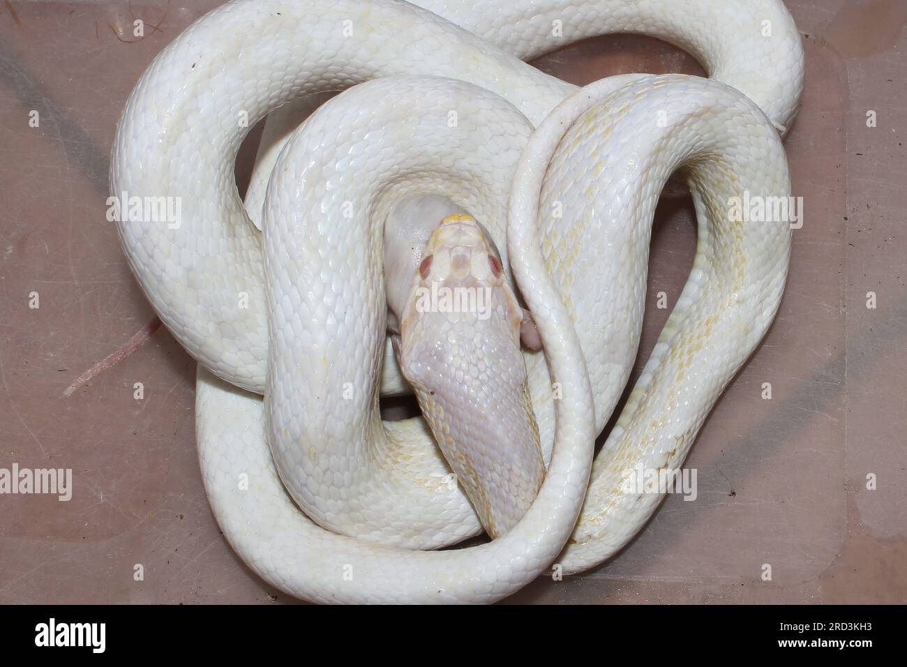 Full Grown Snow Motley Corn Snake