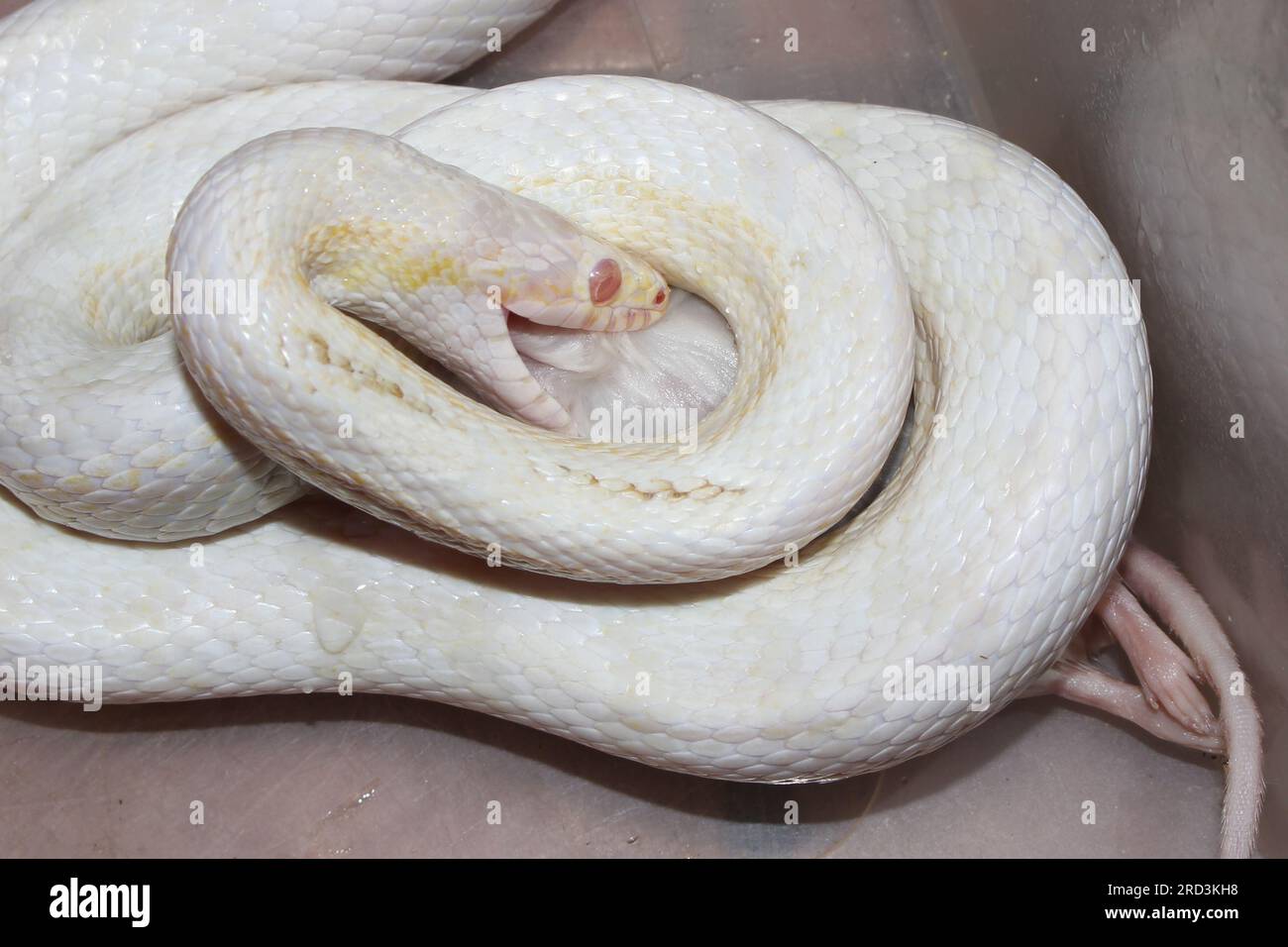 White Corn Snakes