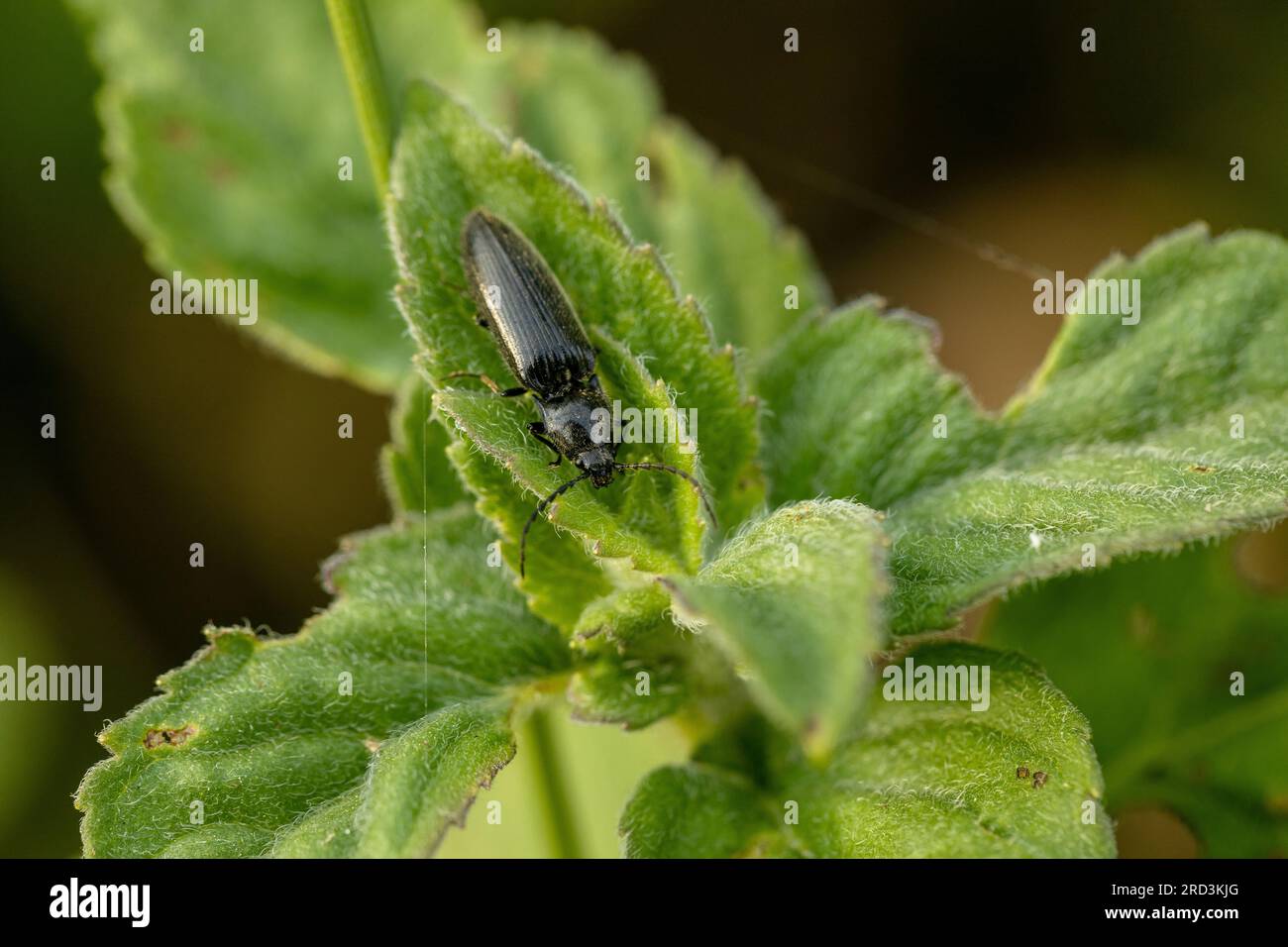 Beetle crawling on a stalk of grass .Insects are very active during the ...