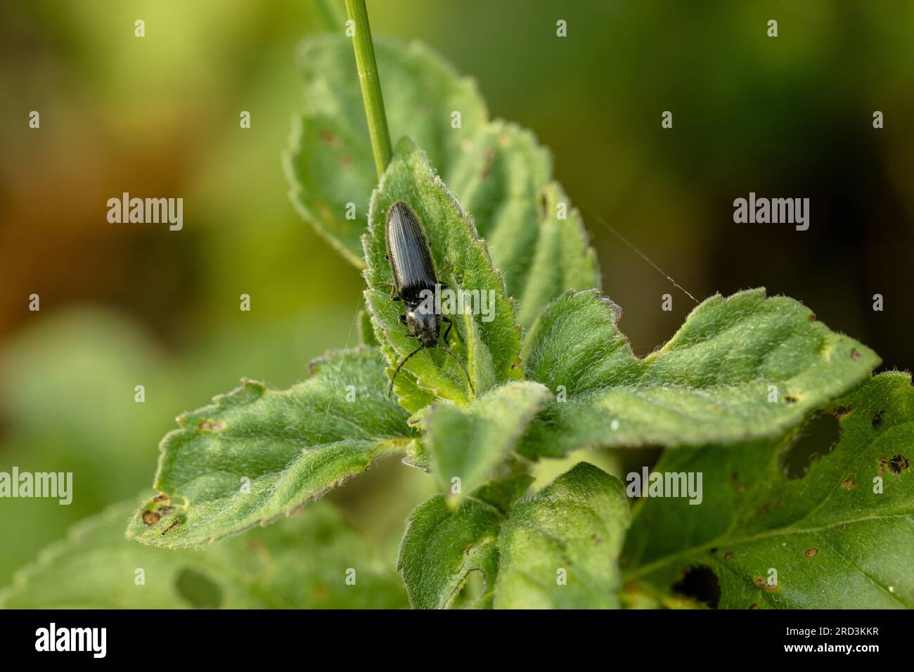 Beetle crawling on a stalk of grass .Insects are very active during the ...
