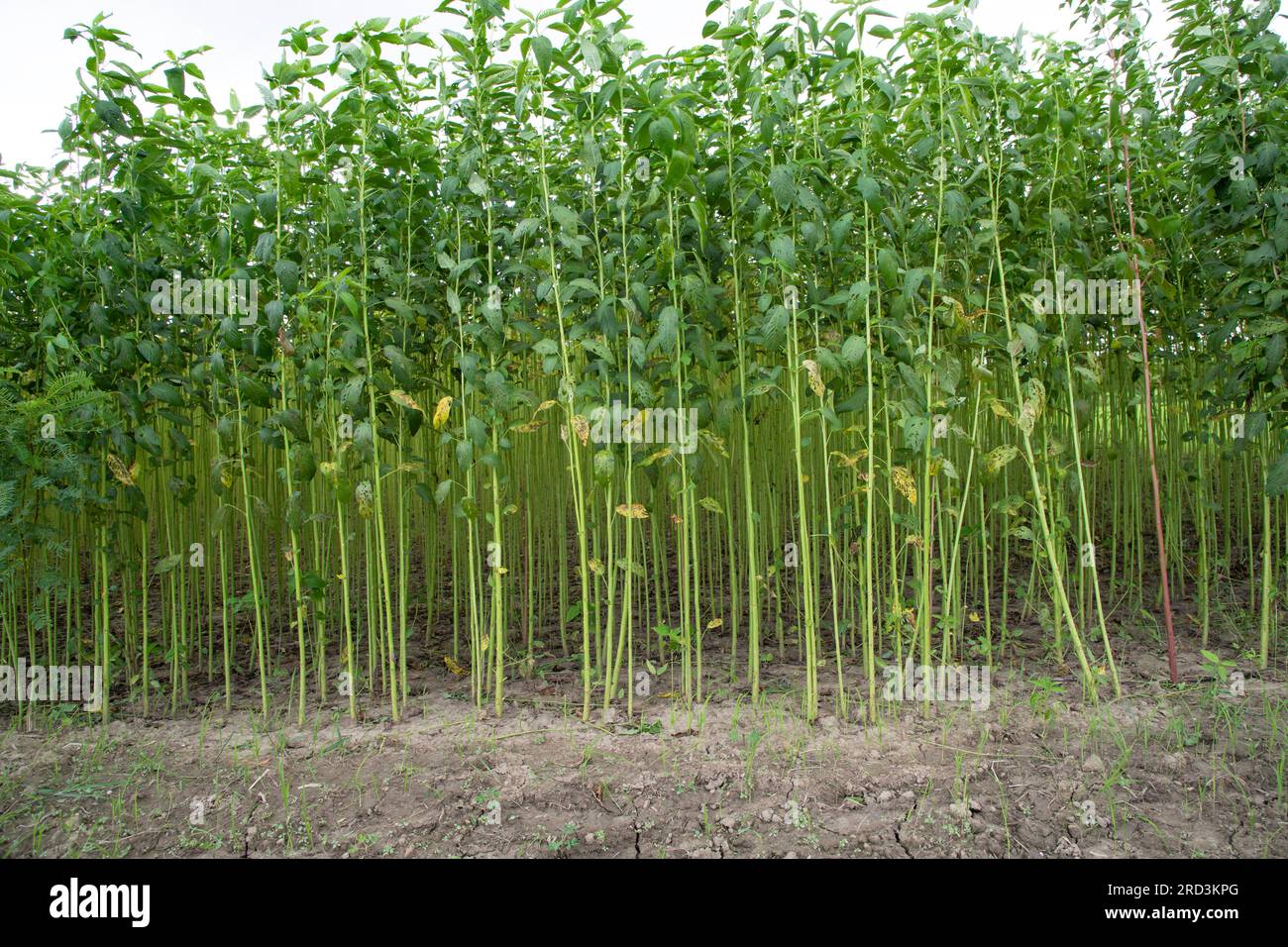 Green jute Plantation field. Raw Jute plant pattern Texture background ...