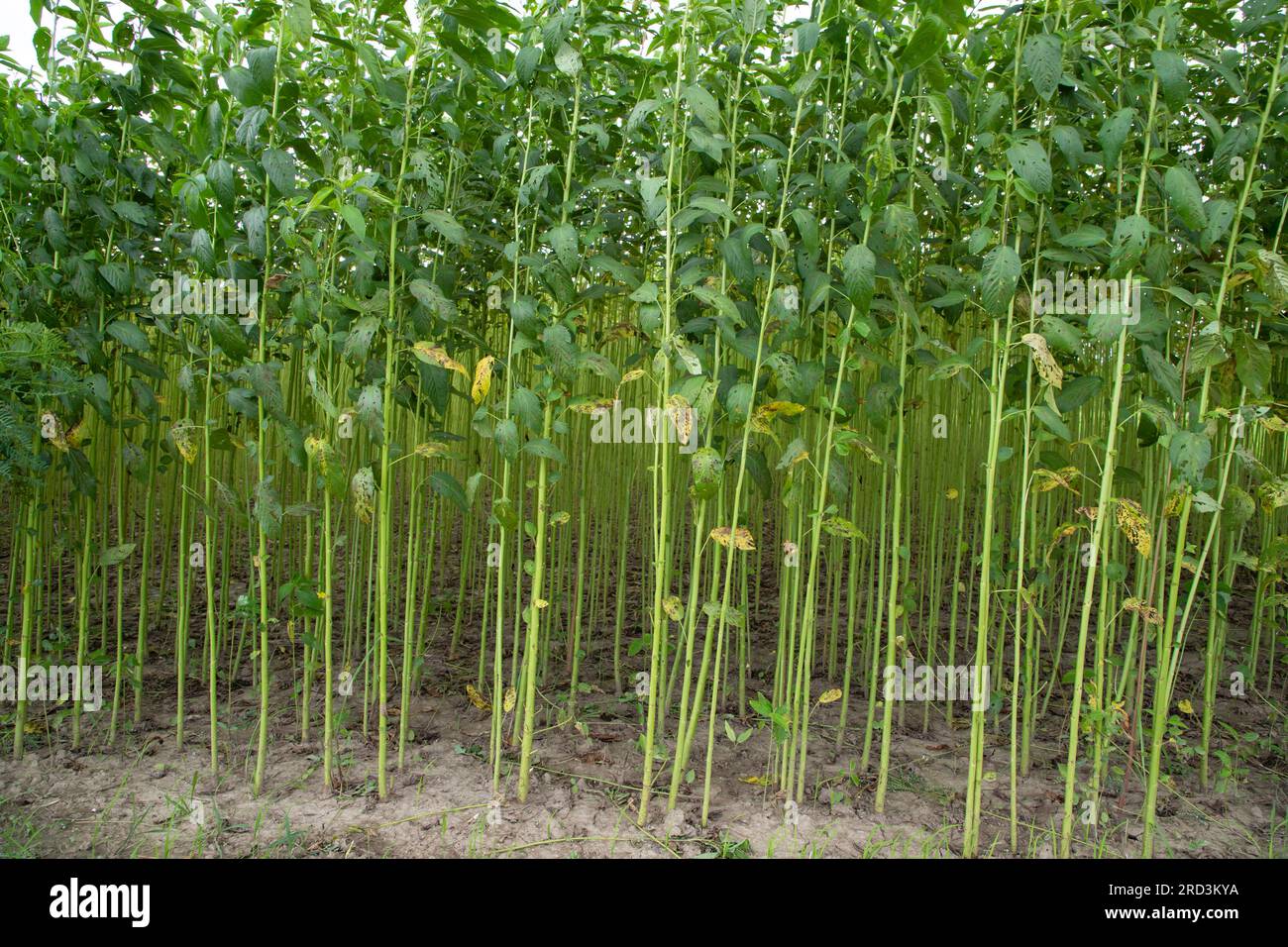 Green jute Plantation field. Raw Jute plant pattern Texture background ...