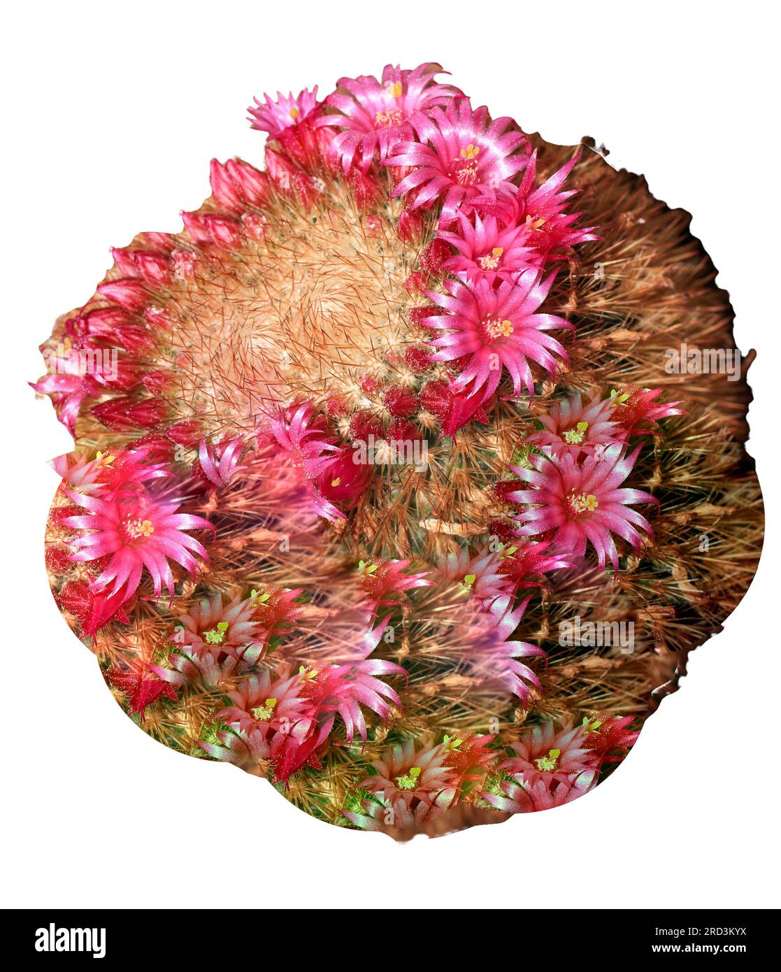 Objects things different isolated against white background Stock Photo ...