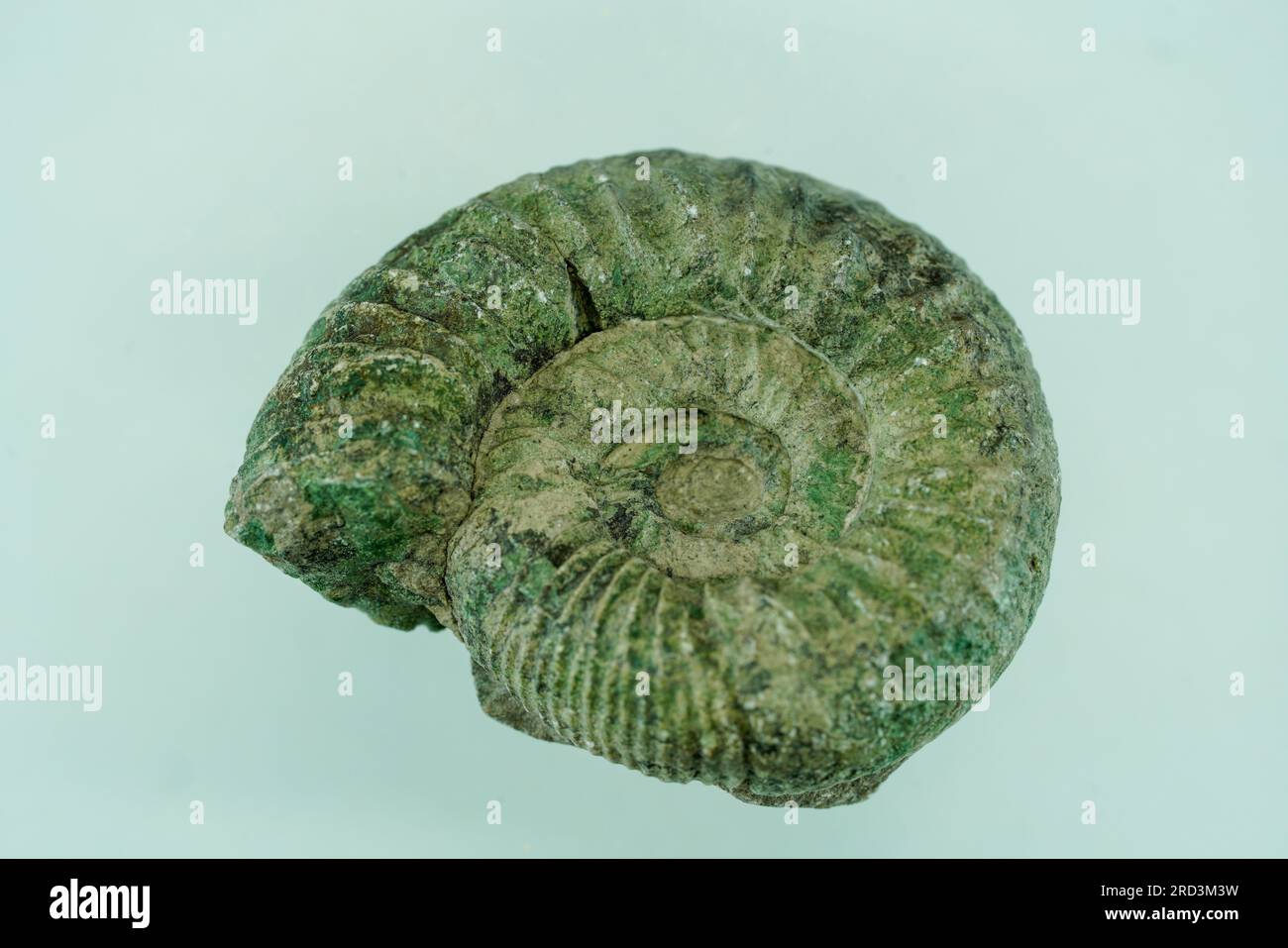 Fossil of a clam shell on a light green background Stock Photo - Alamy