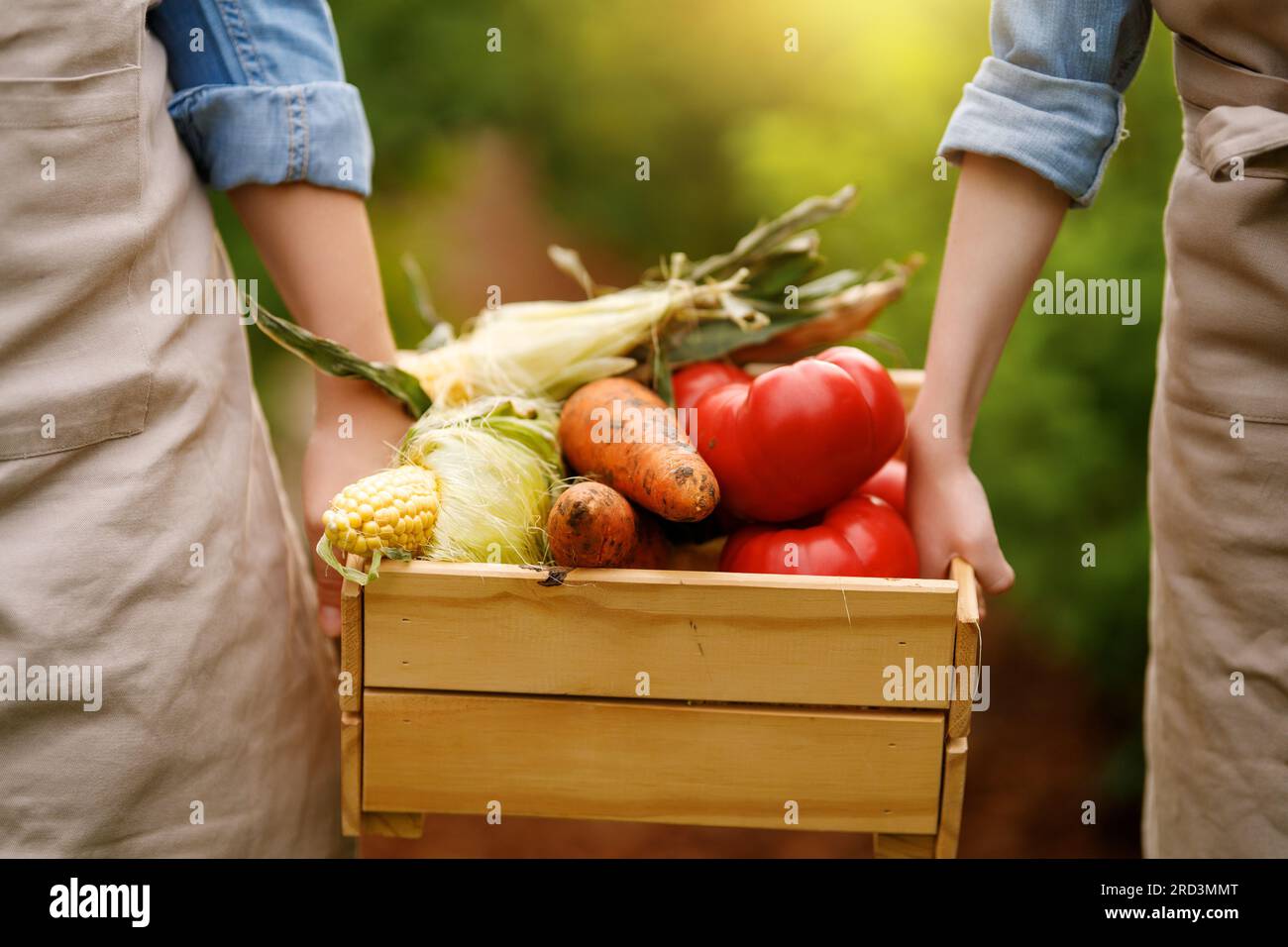 Farmer family arranging freshly picked produce into a crate on an ...