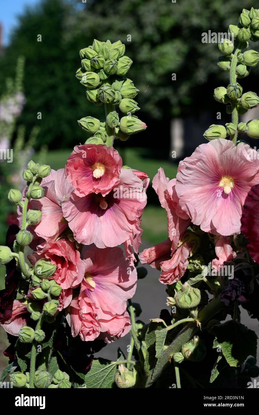 Hollyhocks alcea hi-res stock photography and images - Alamy