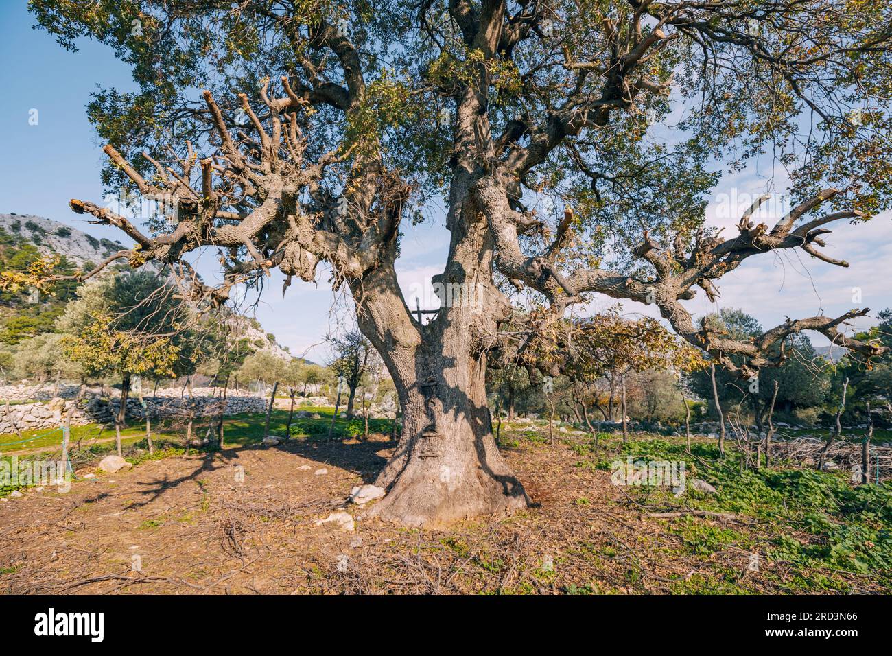 Huge oak tree hi-res stock photography and images - Alamy