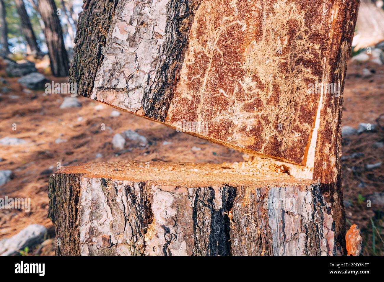 cut of the tree at an angle for a controlled drop of the trunk Stock ...