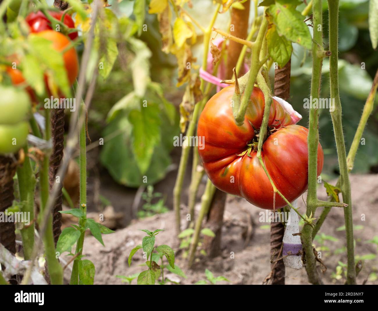 Big juicy ripe tomato on the garden in autumn. late tomatoes. Cracking ...