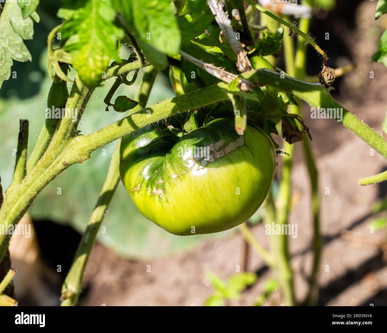 A large juicy green tomato sings on a tomato bush in summer. Late ...