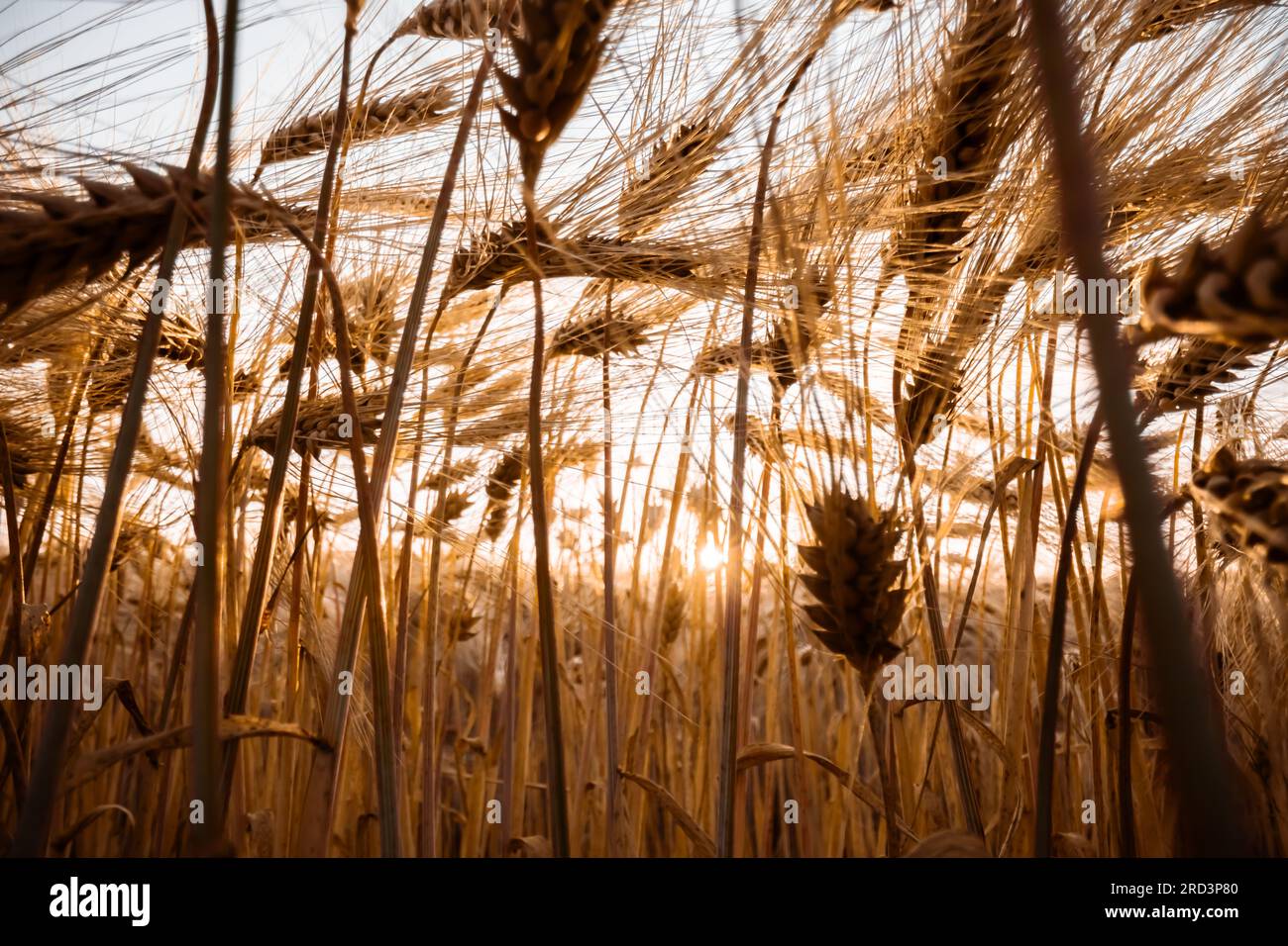 Ripe barley spikelets on ukrainian field glowing by the orange sunset ...
