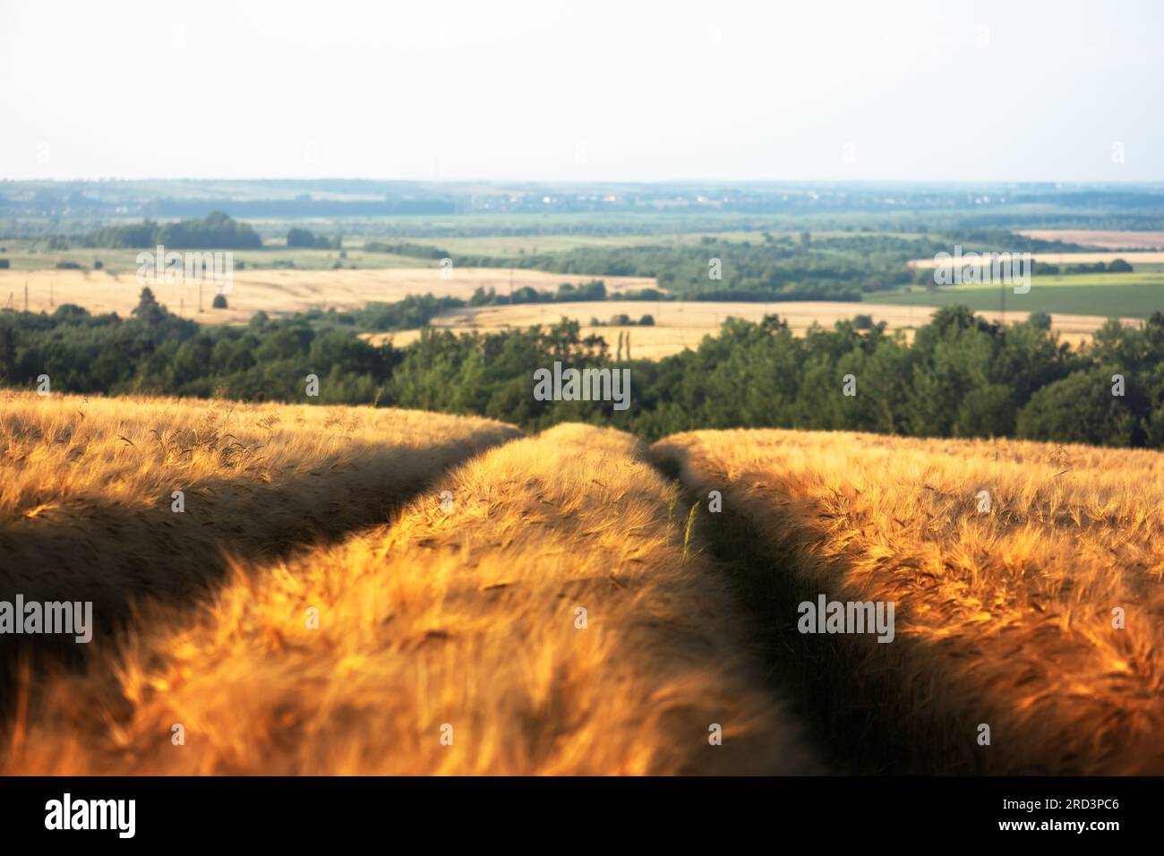 Ripe barley field in ukrainian agricultural land. Rural scene in summer ...