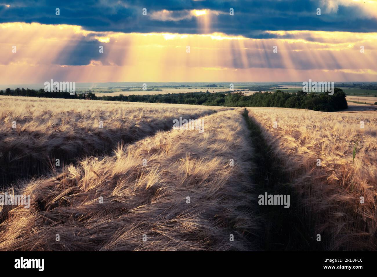Ripe barley field in ukrainian agricultural land during sunset ...