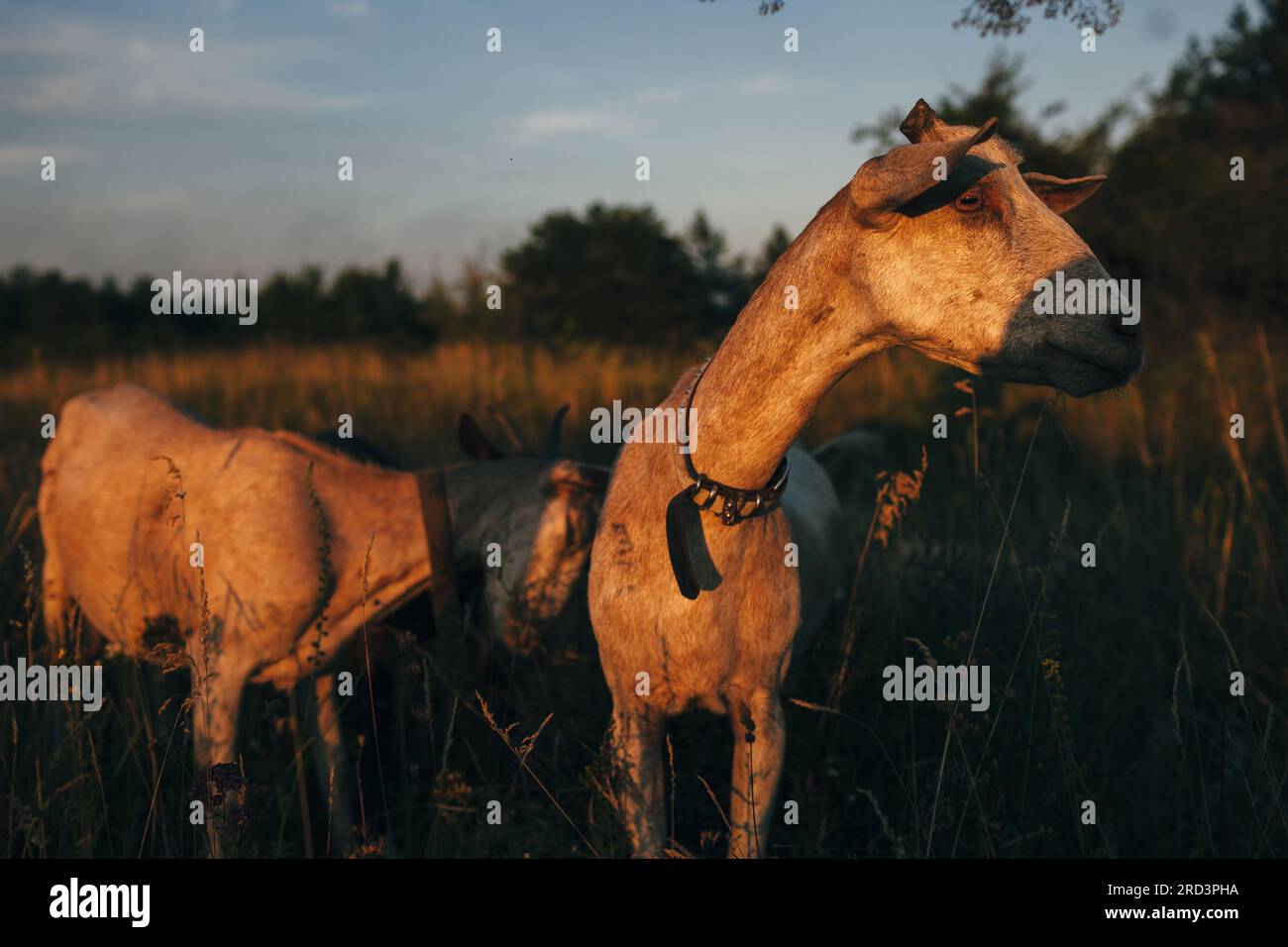 Goats standing on field during sunset Stock Photo - Alamy