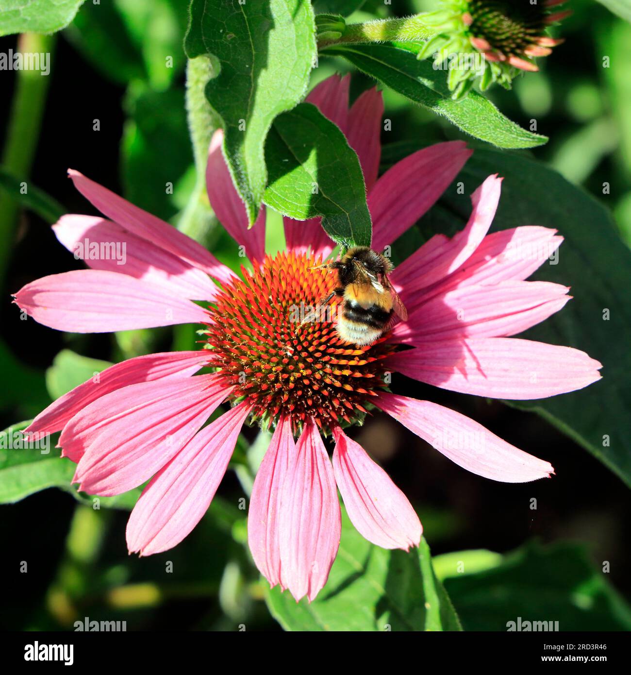 Echinacea purpurea.and large bumble bee. July 2023 Stock Photo - Alamy