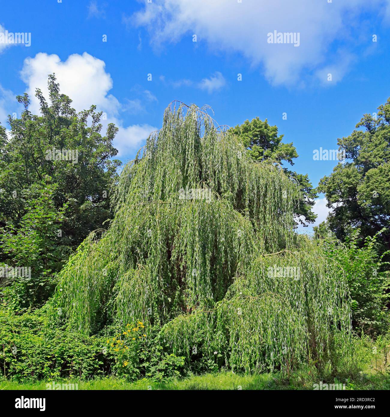 Salix babylonica, weeping willow, Bute Park, Cardiff Taken July 2023 ...