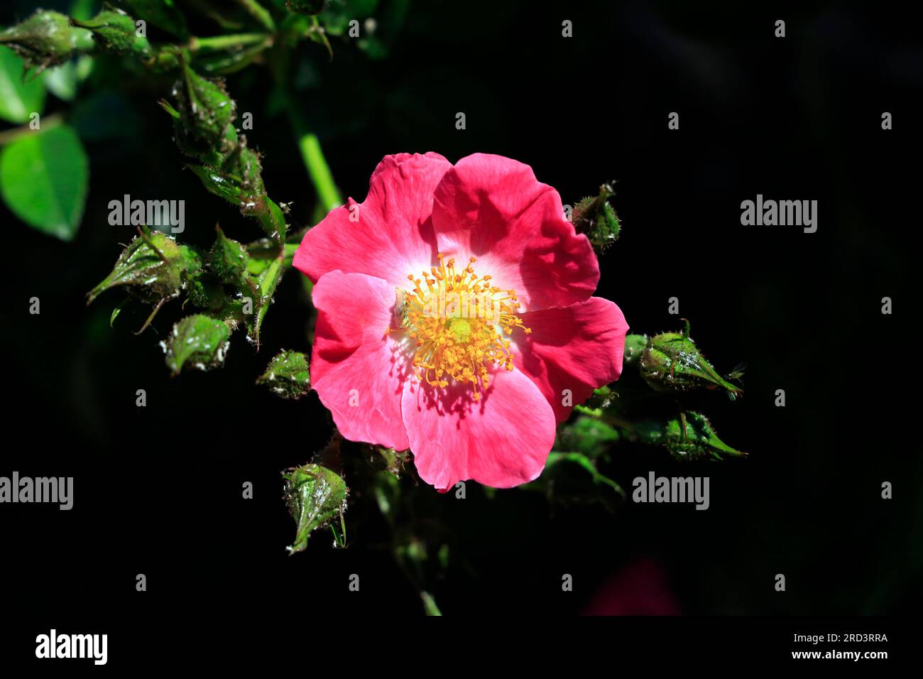 Single pink dog rose wild flower (rosa canina) with buds and many ...