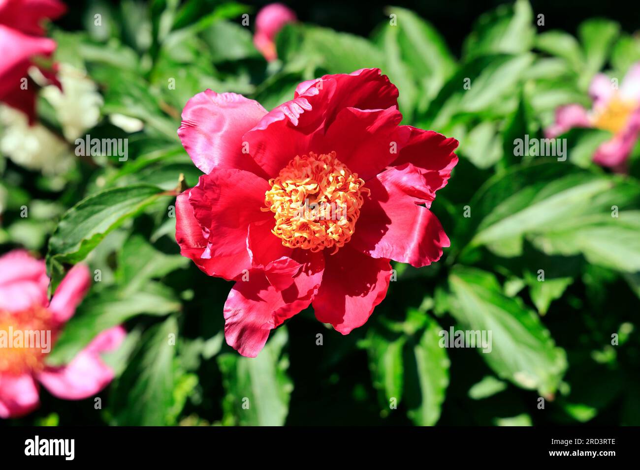 Red Pink peony, Cardiff. July 2023 Stock Photo - Alamy