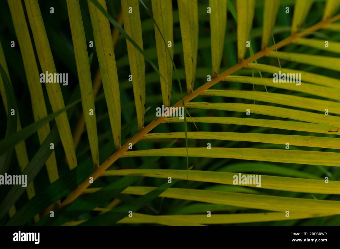 Rythmical patterns in nature hi-res stock photography and images - Alamy