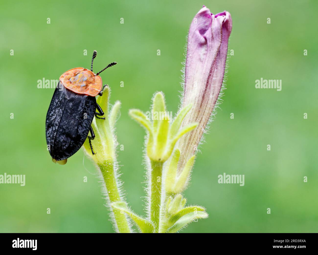 Black carrion beetle hi-res stock photography and images - Alamy