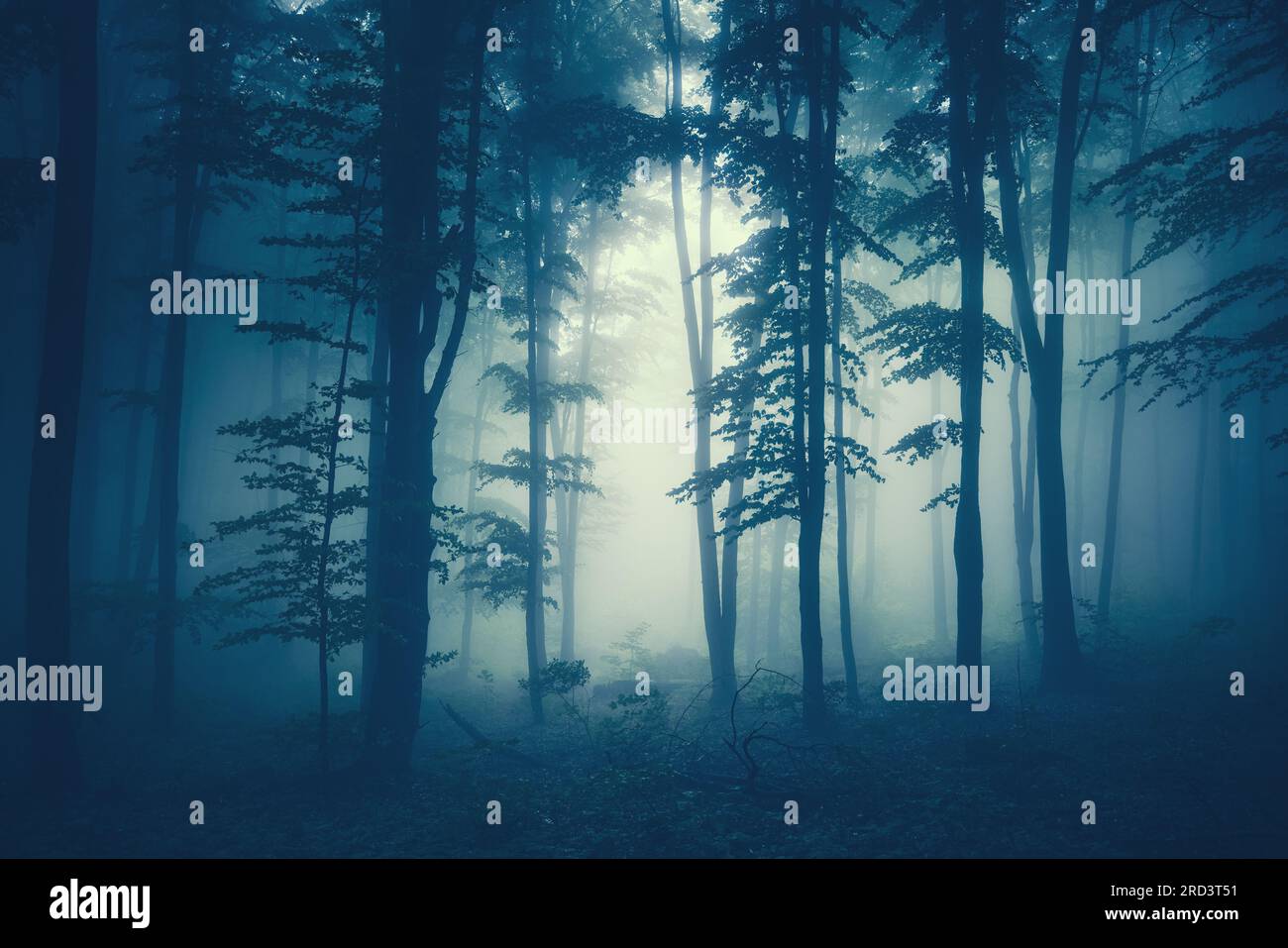 Beautiful nature at morning in the misty spring forest with sunshine ...