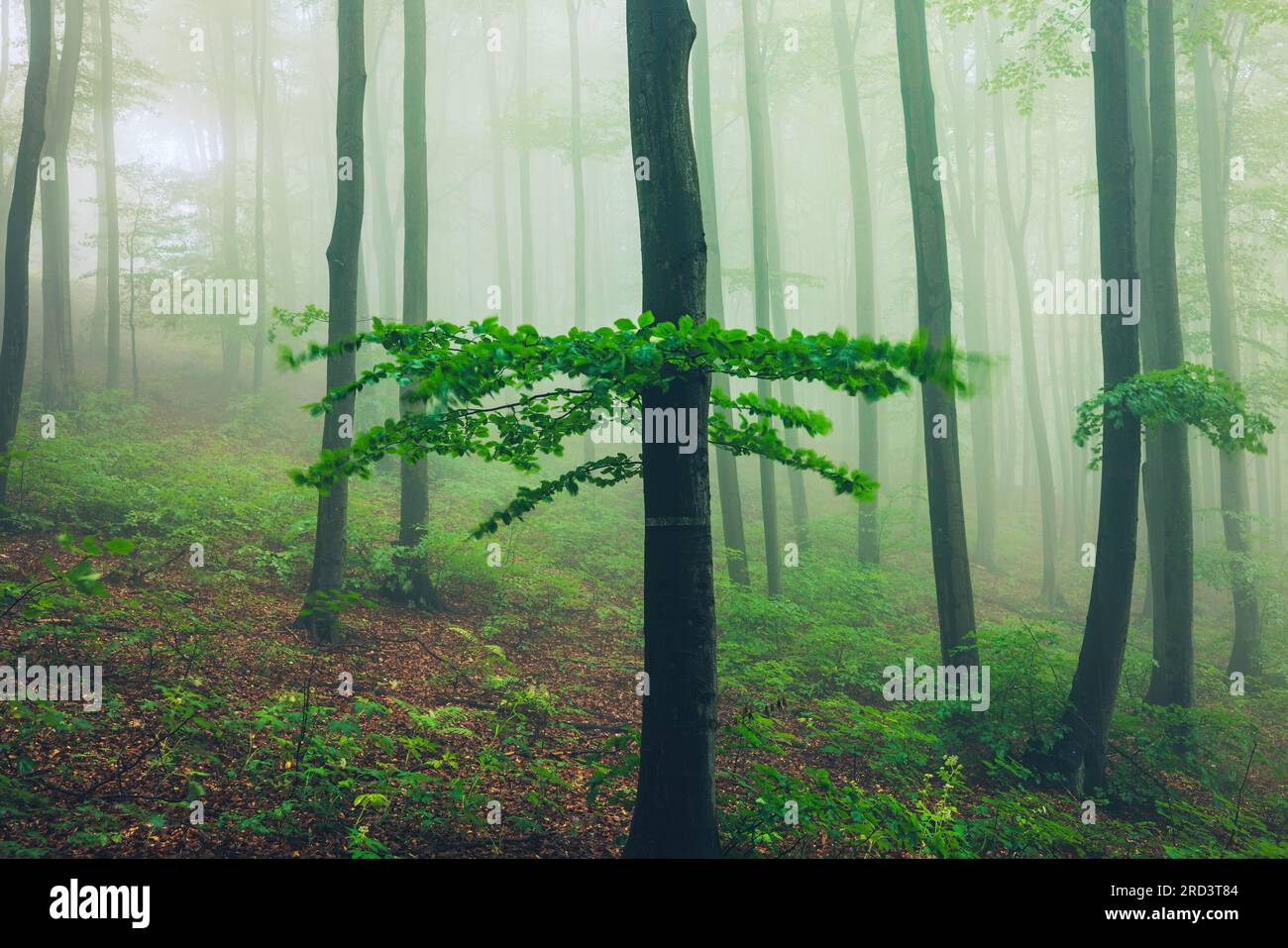 Beautiful nature at morning in the misty spring forest with sunshine ...
