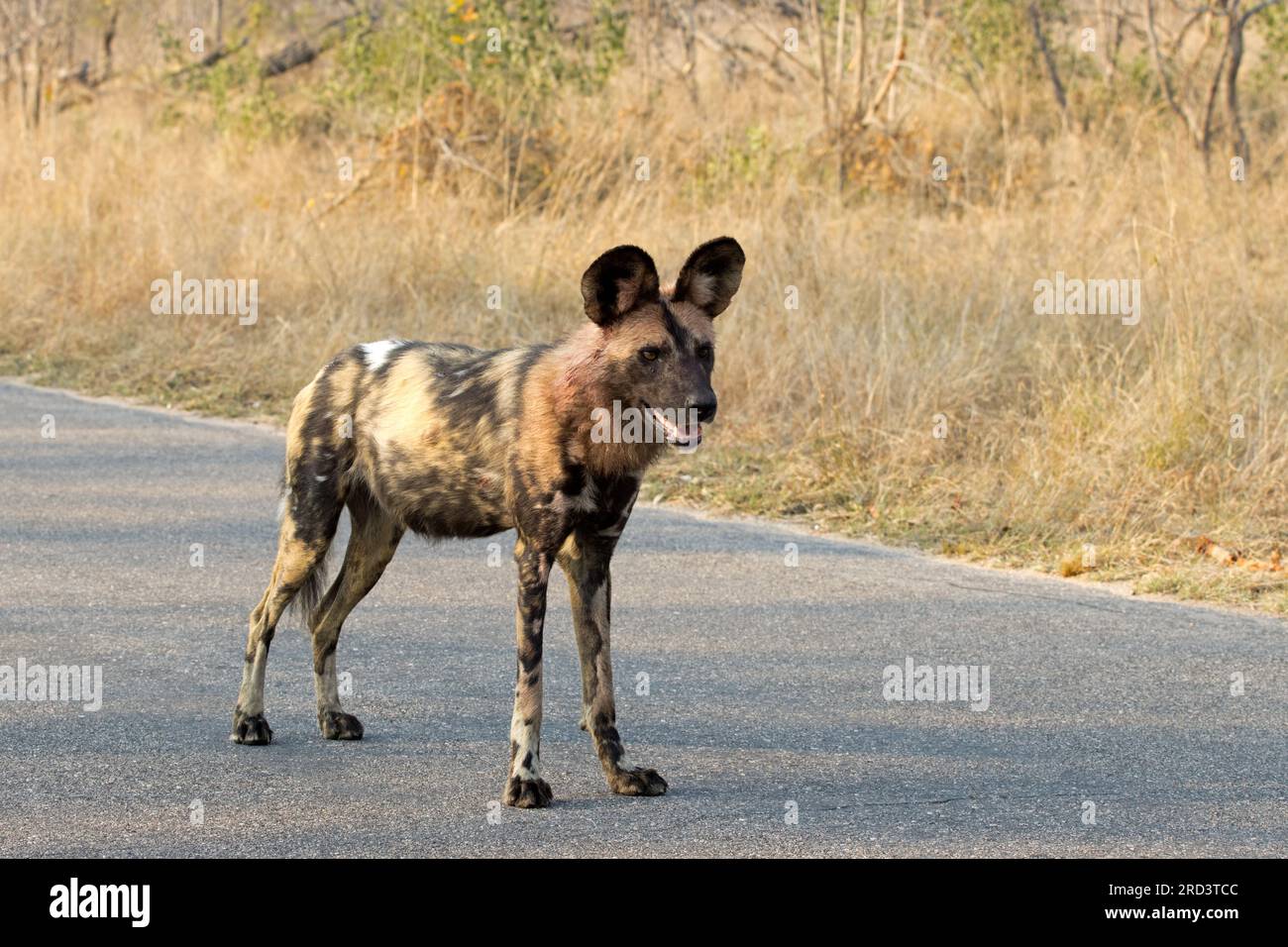 Lycaon pictus african wild dog hi-res stock photography and images - Alamy