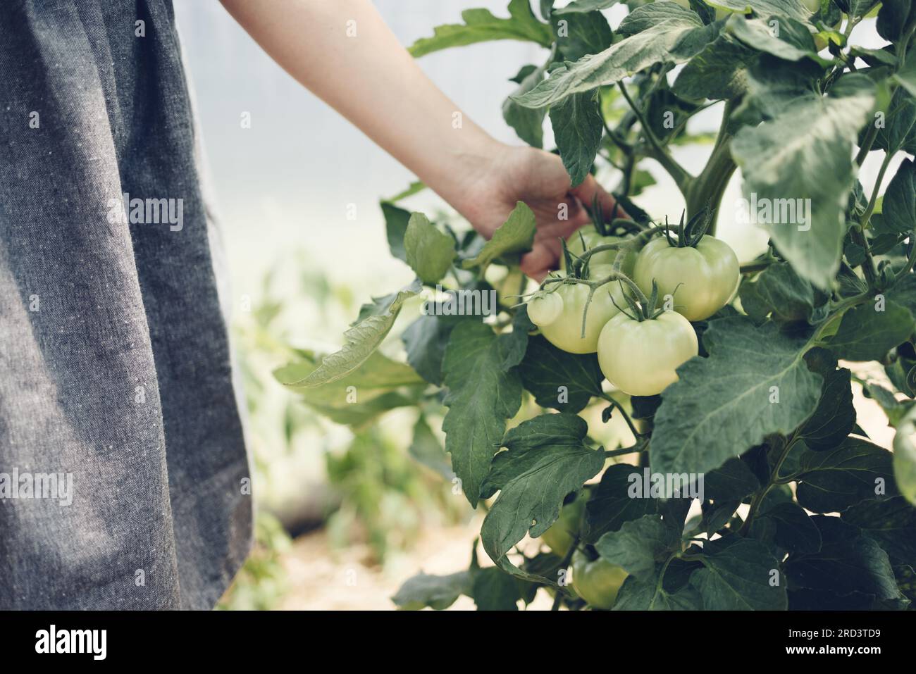 Farmer woman hand touch organic tomato vegetables and plants in a ...