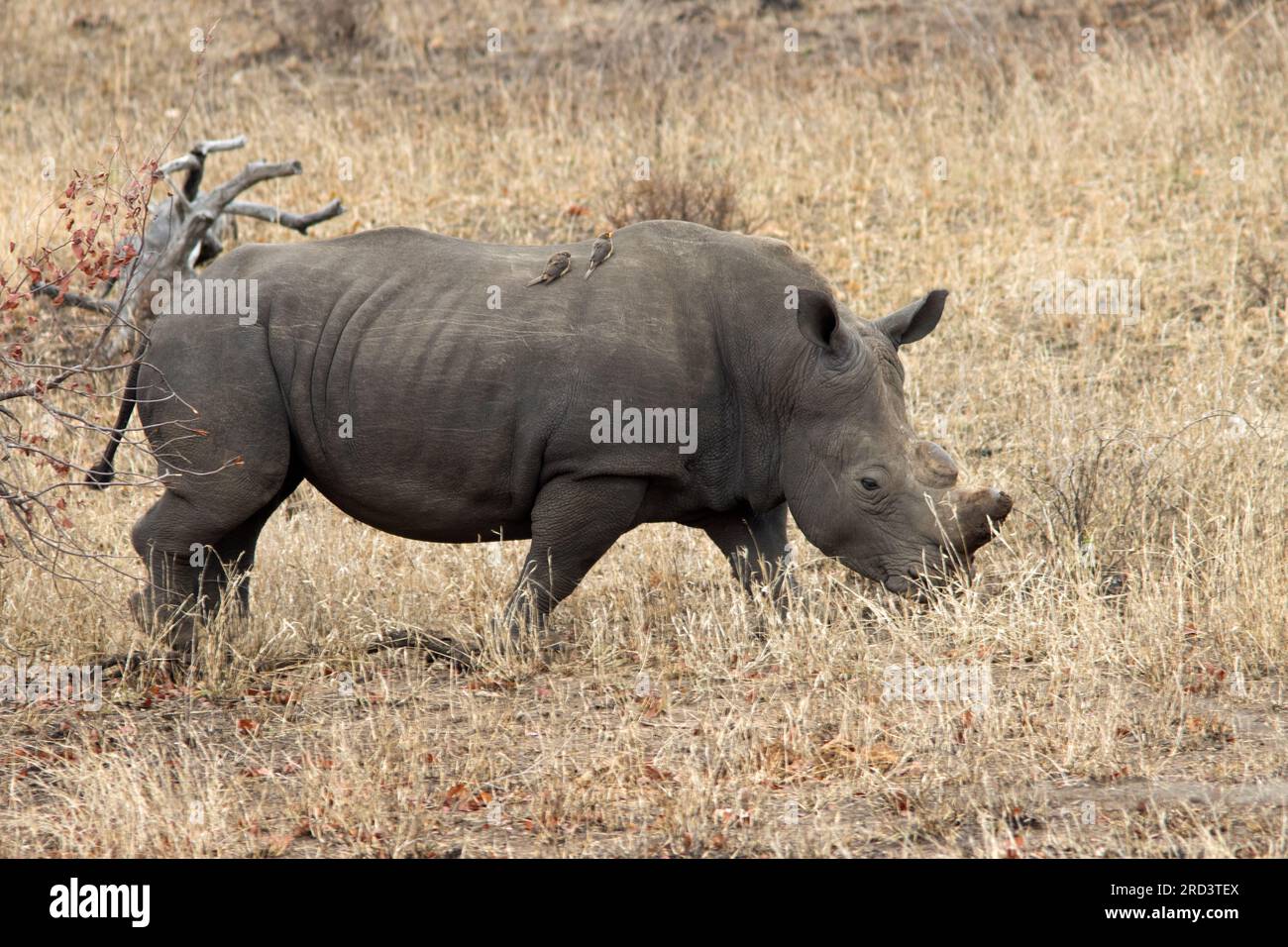 African park white rhino hi-res stock photography and images - Alamy