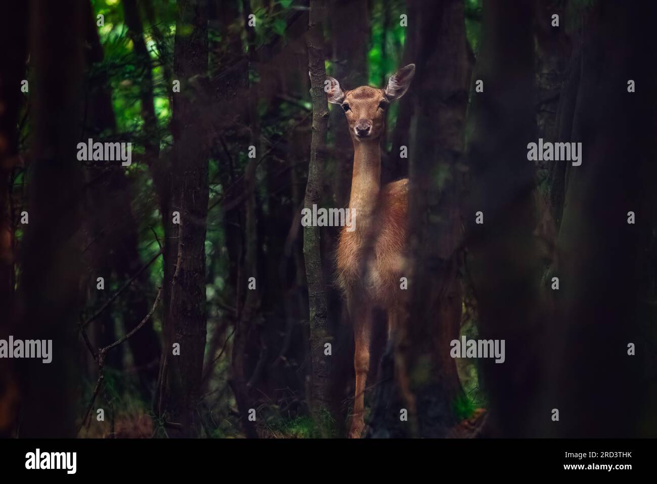 Little deer, young roe deer, hind in a mystic forest Stock Photo - Alamy