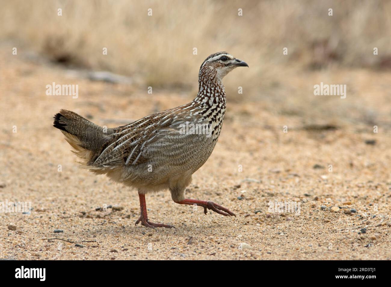 Kirks phasan hi-res stock photography and images - Alamy