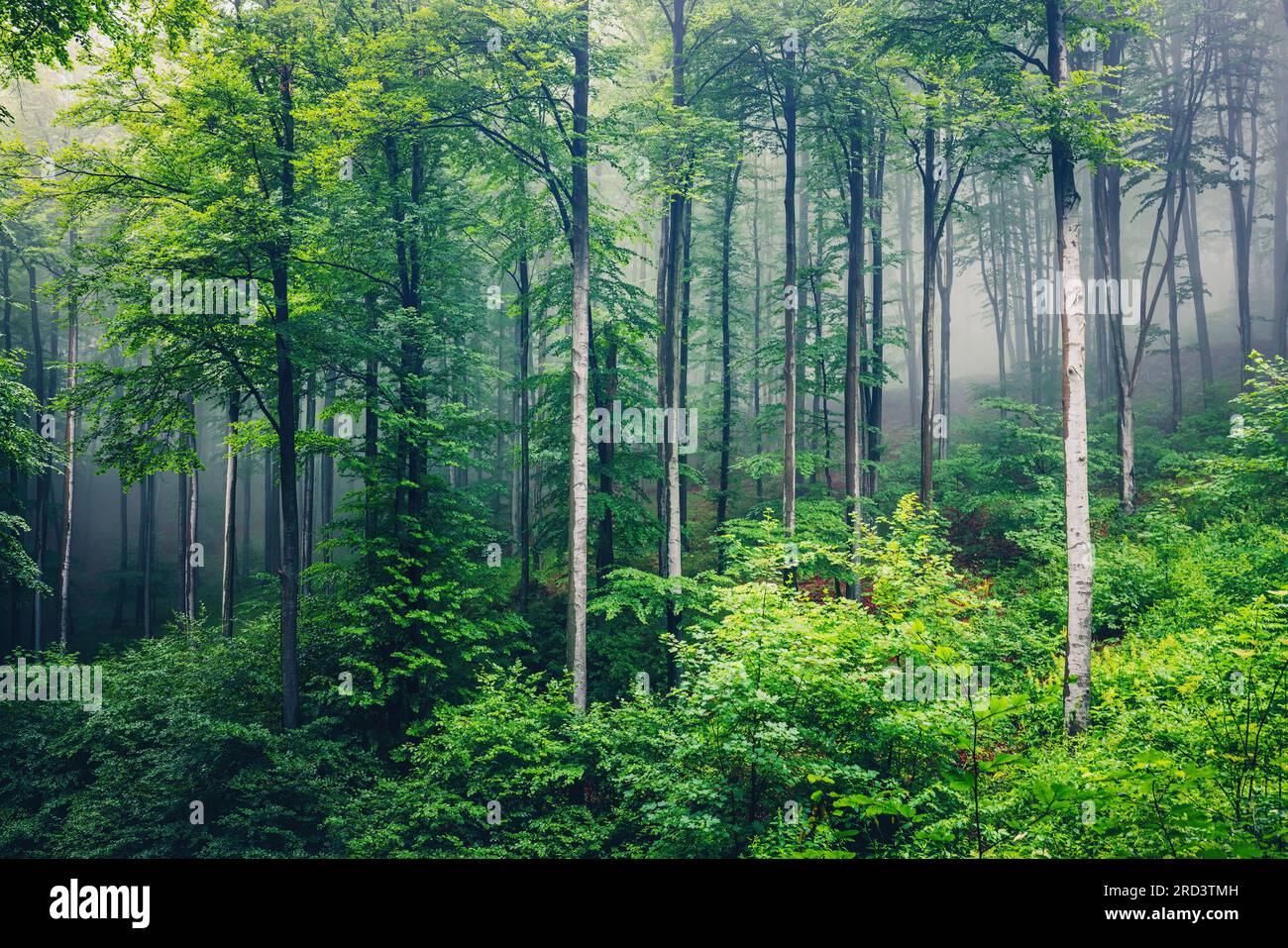 Beautiful nature at morning in the misty spring forest with sunshine ...