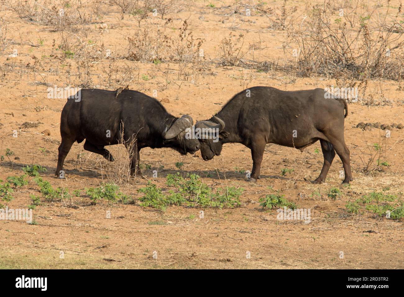 African buffalo fighting hi-res stock photography and images - Alamy