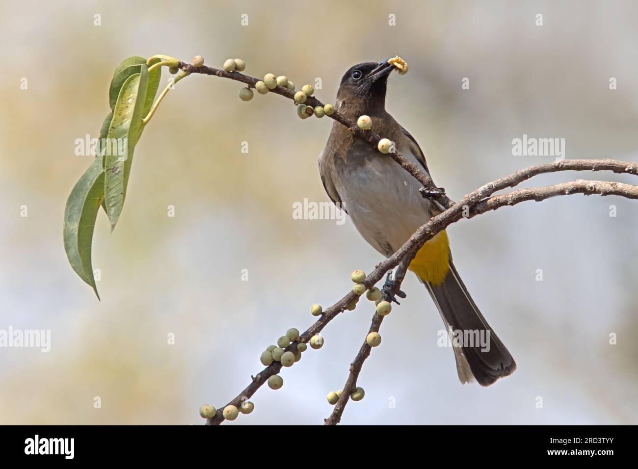 The dark capped bulbul pycnonotus tricolor hi-res stock photography and ...